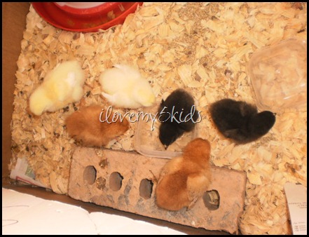 Our DIY CHICKEN COOP made from fence! Plus the chicks have arrived!